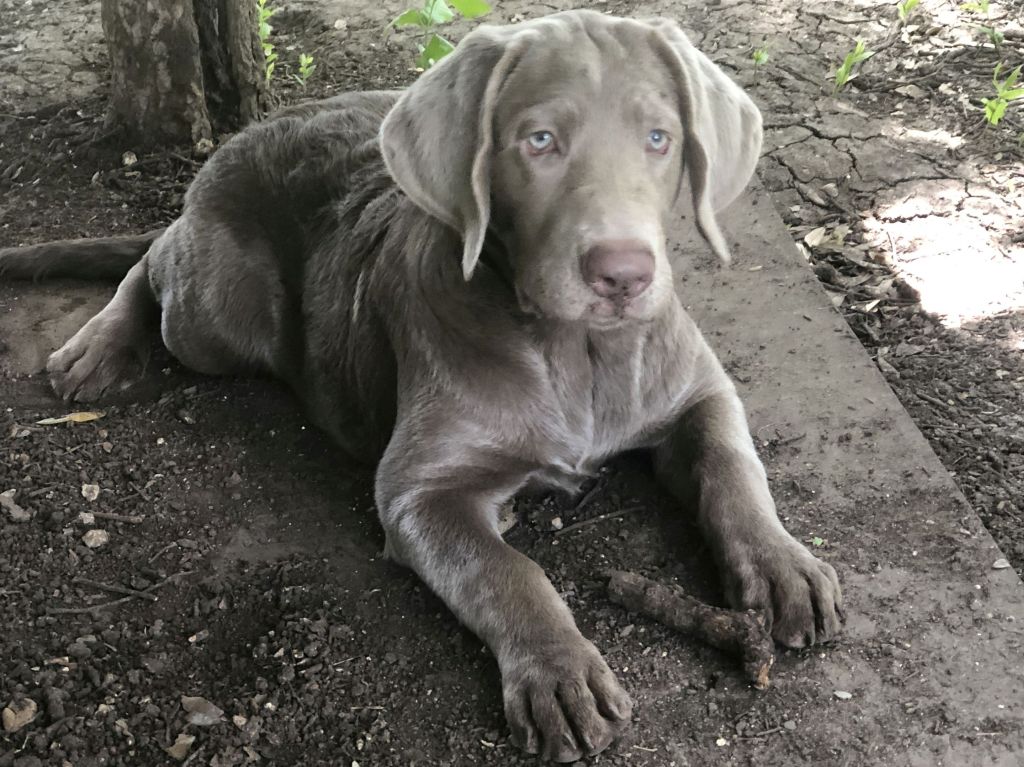 SILVER LAB FEMALES @ DLIME RANCH