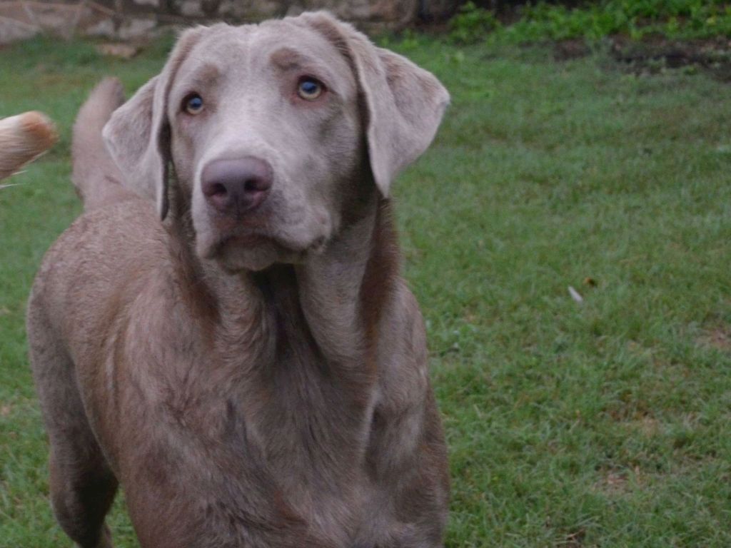 SILVER LAB FEMALES @ DLIME RANCH