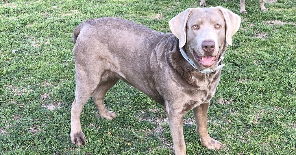 LADY ELLY MAY - PICTURES - AKC SILVER LAB FEMALE